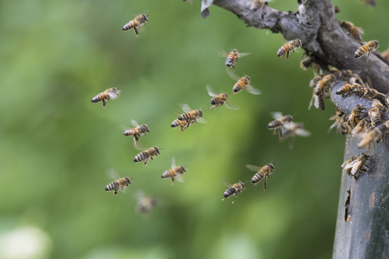 About Us - Elim Africa